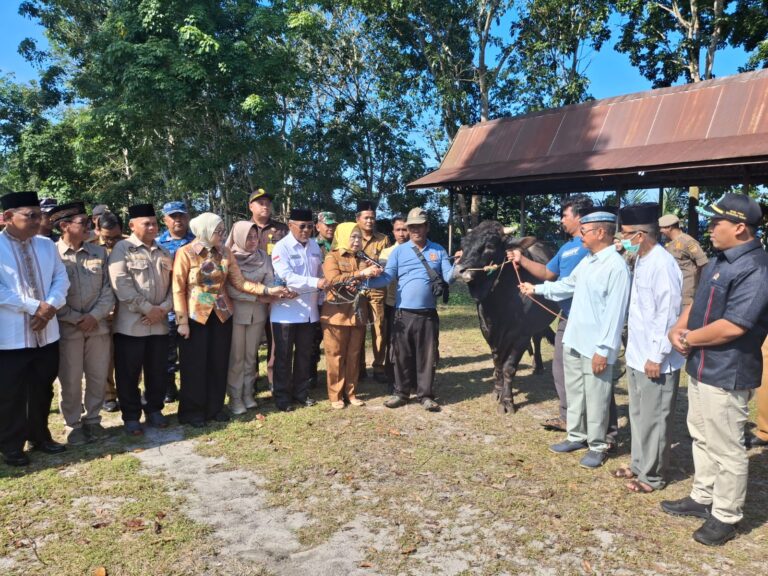 Pemkab Kobar Distribusikan 163 Hewan Kurban - Berita Sampit